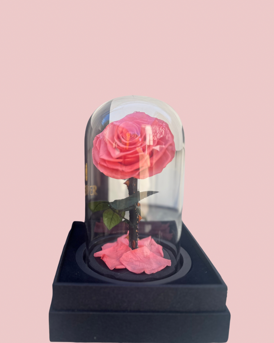 Preserved Pink Rose Dome – Starfish Florist