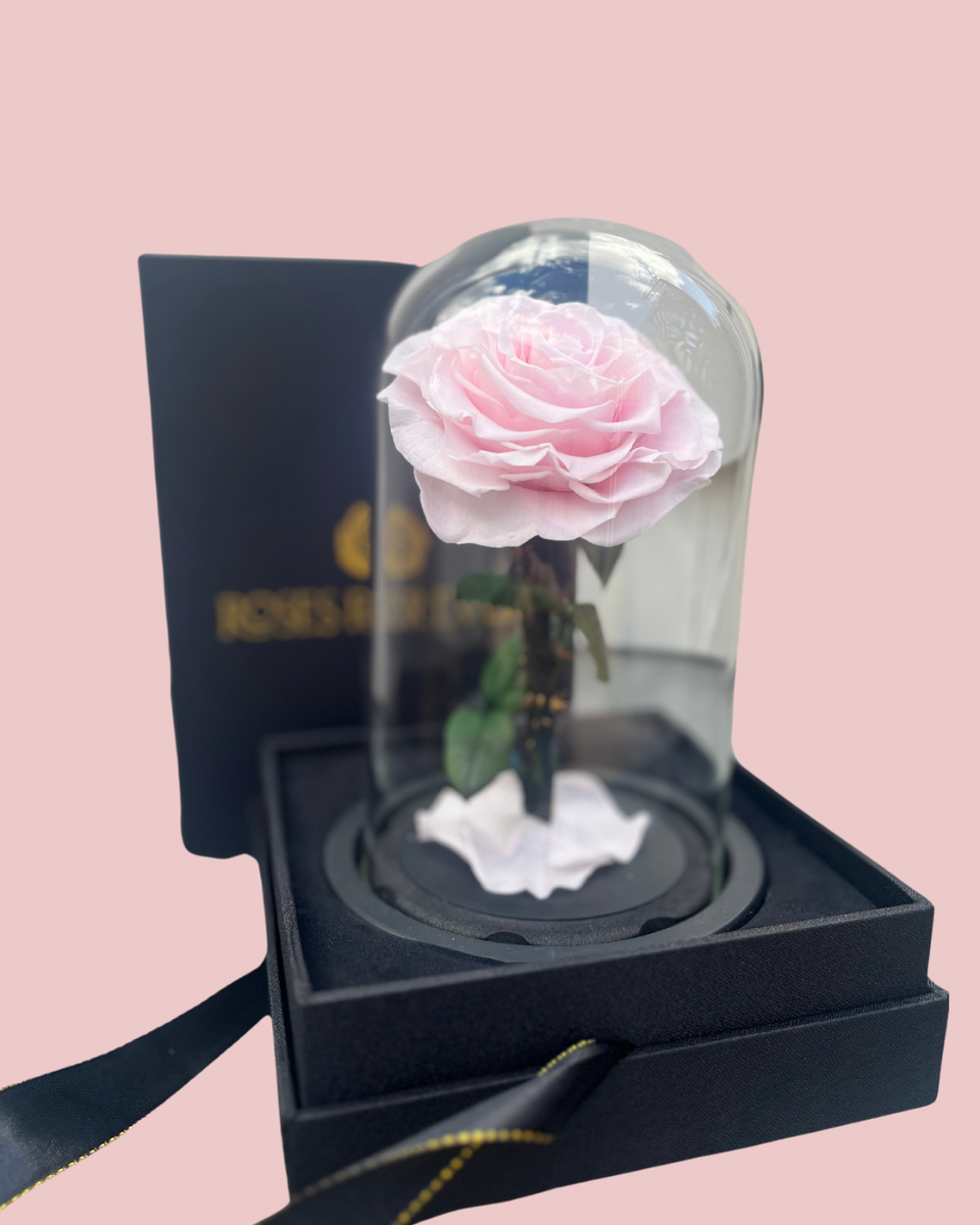 Preserved Soft Pink Rose Dome – Starfish Florist