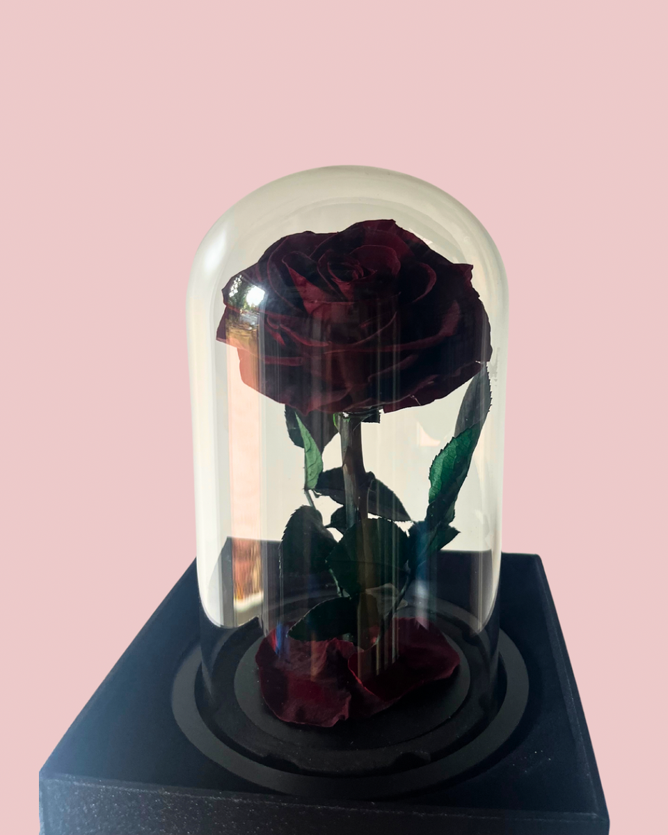 Preserved Red Rose Dome – Starfish Florist