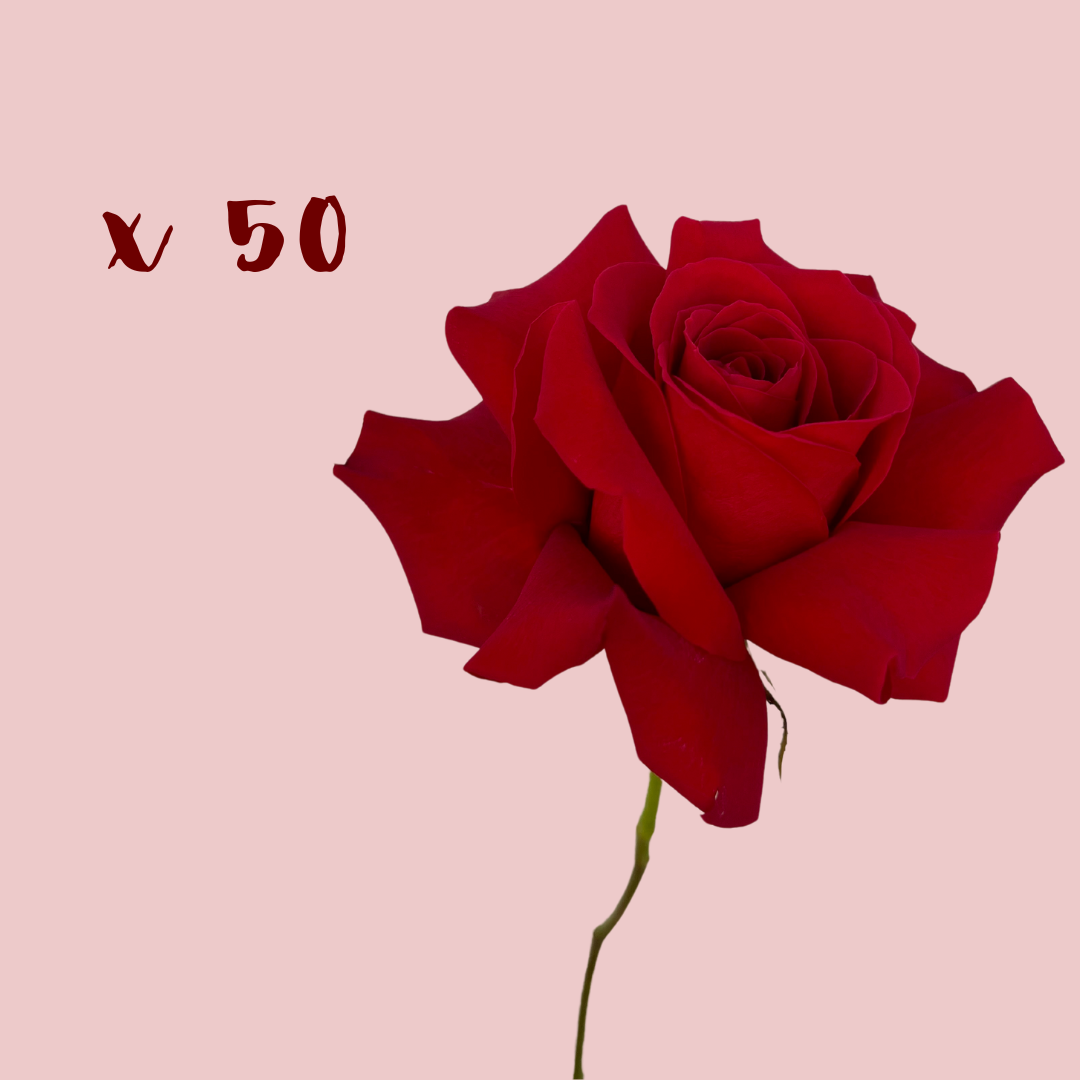 Red Roses – Starfish Florist